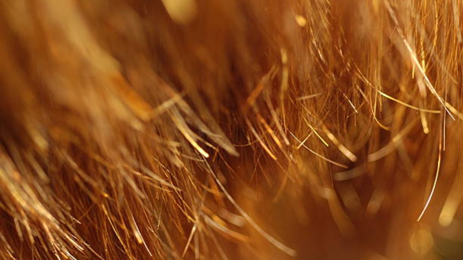 5 tratamientos para el pelo encrespado que en realidad funcionan ...